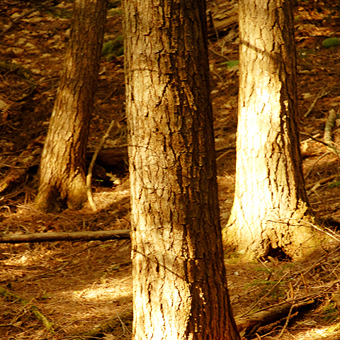 Japanese logging group visits Maine to learn about sustainable ...